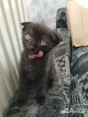 Домашние животные