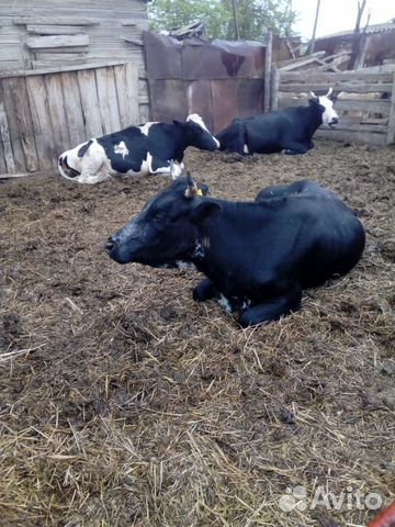 Яловые коровы, 3 головы