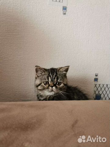 Экзотическая