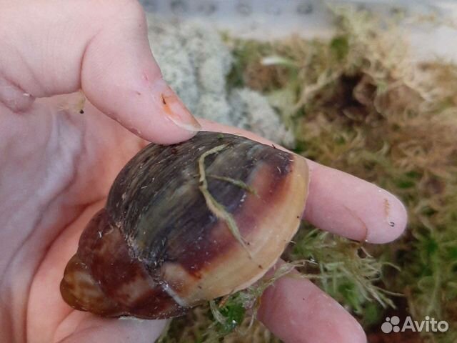 Улитка вентрикозы