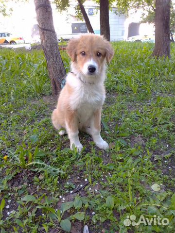 Рыжулька ласковая щенок будет по колено