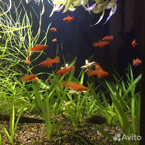 Рыбки меченосцы