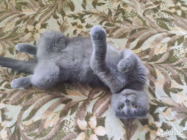 Кошка британская вислоухая