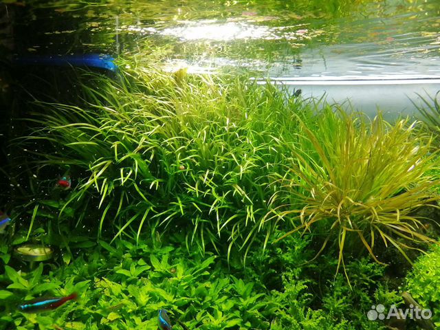 Прополка аквариумные растения