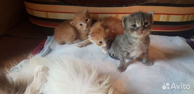 Котята сибирские девочки и мальчики 1мес