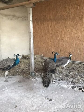 Павлины годовалые