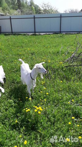 Коза альпийка