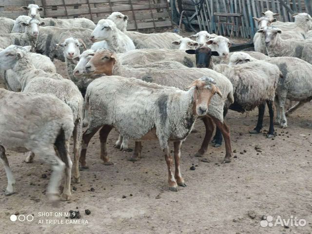 Овцы матки