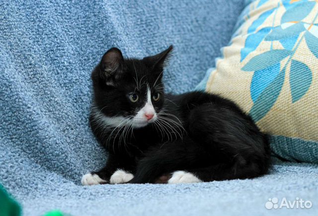 Котенок Филя около 3 х мес