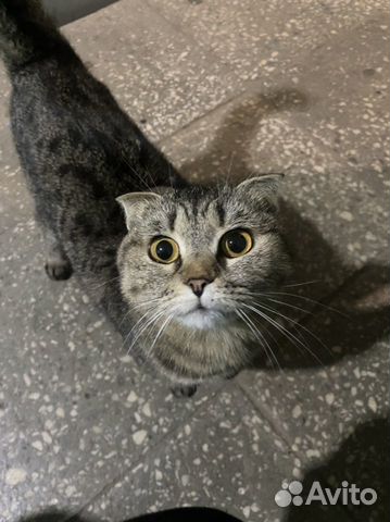 Шотландская вислоухая найдена кошка