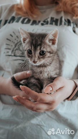 Котенок девочка 2 мес