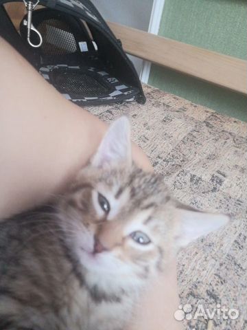 Маленькая леди