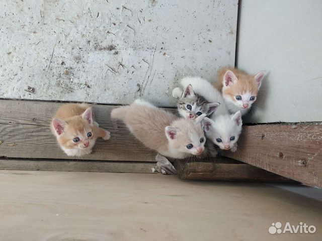 Котята в добрые руки ,подкидыш ушастые,разноцветны