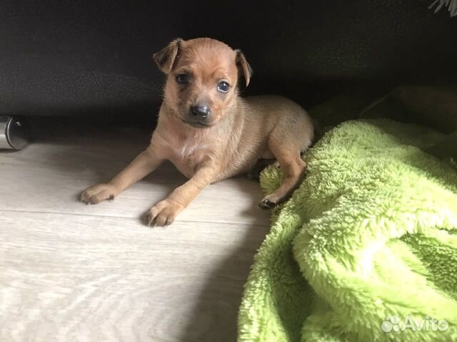 Щенки той-терьера ищут себе хозяина