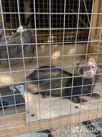 Фретка, хорек