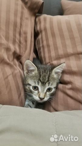 Кошка в дар