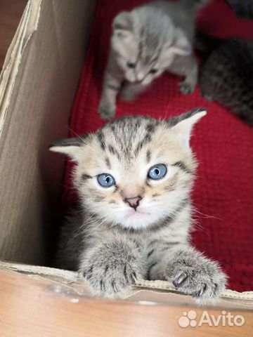 Шотландские котята