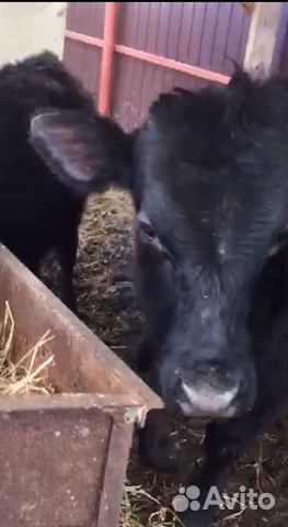 Подам 2 бычка породы Ангус