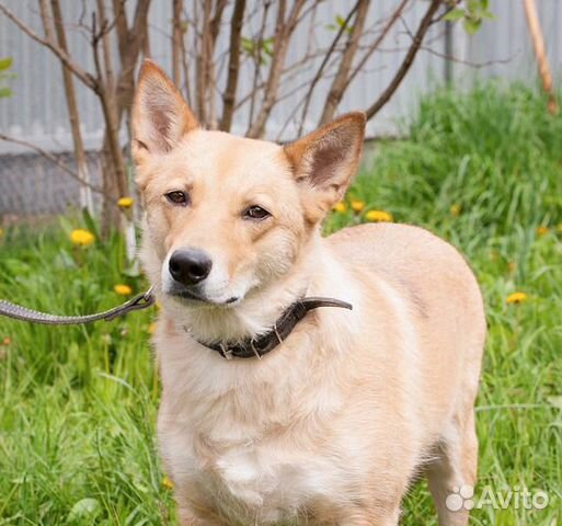 Рыжий лисёнок Феликс в дар