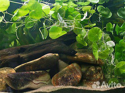 Щитолистник (гидрокотила белоголовая)