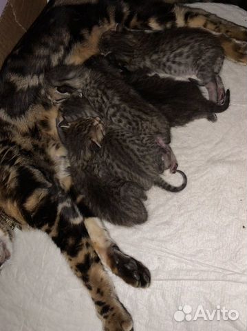 Котята