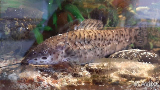 Аквариумные рыбки Сомы таракатумы и водорослеед