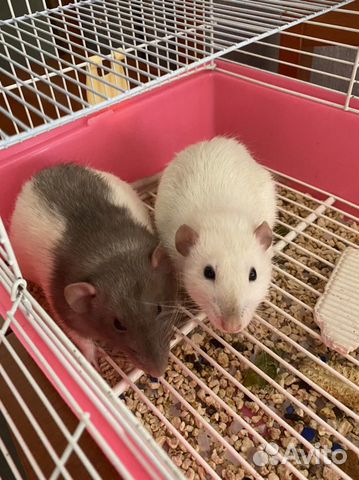 Крысы дамбо бесплатно с клетками