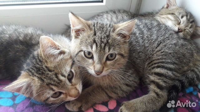 Котята в добрые руки