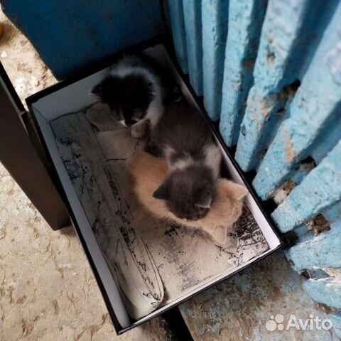 Бедные котятки ищут помощь