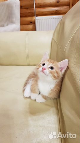 Рыжий котенок мальчик