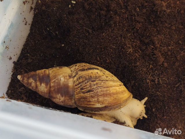 Улитка Ахатина