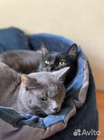 Кошки в добрые руки бесплатно