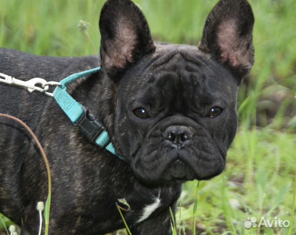 Щенок французик