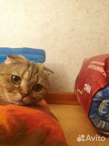 Шотландская вислоухая кошка со всем, что нужно