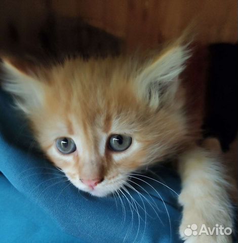 Котята в добрые руки даром. Очень ласковые и общит