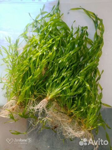 Аквариумное растение