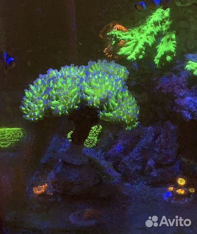 Эуфилия 7 голов + на каждой по 2 детки