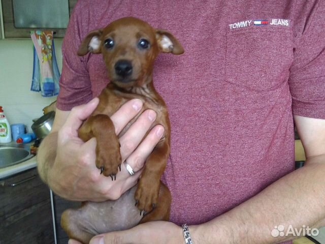 Щенки цвергпинчера