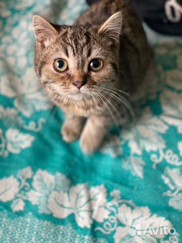 Шотландские вислоухие котята и прямоухие