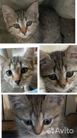 Котята 2.5 мес в добрые руки