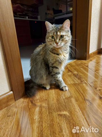 Сибирская кошка бесплатно