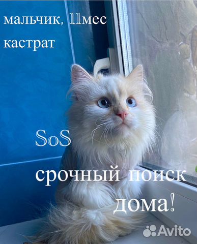 Кот в добрые руки