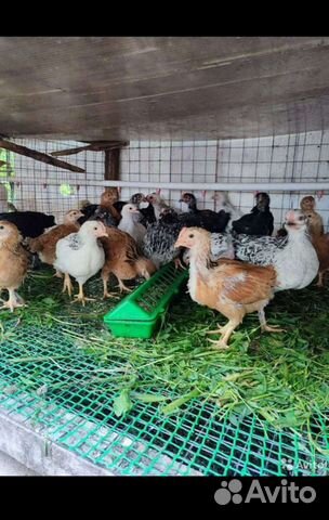 Цыплята от 3 - 30 дней