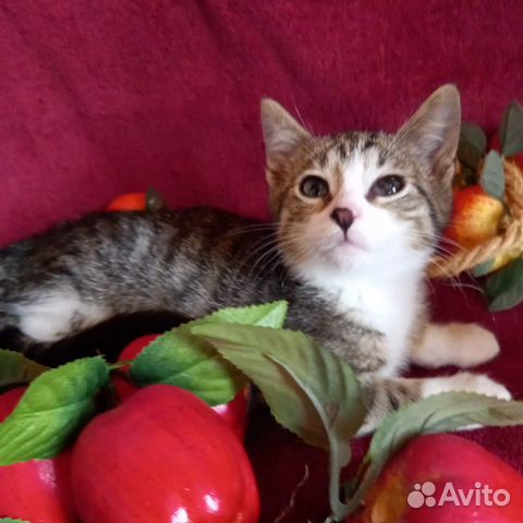 Лапочка-котенок в поисках счастья