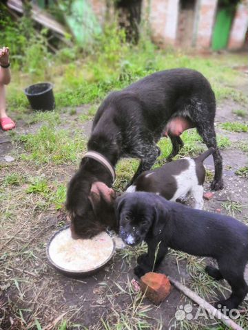 Собаки щенки дратхаара