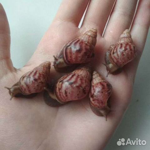 Улитята ахатина ретикулятта