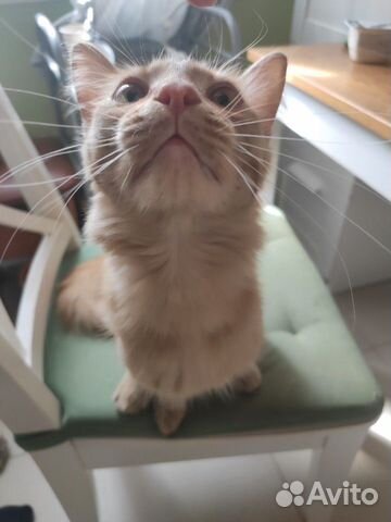 Выброшенный молодой котик ищет дом