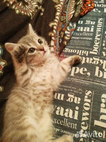 Шатланский котенок