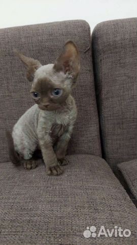 Котята девон-рекс