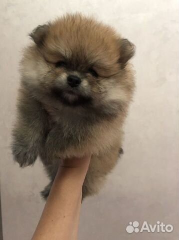 Шпиц Девочка Помка